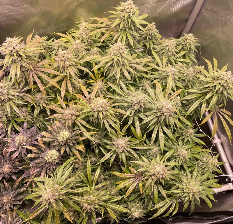 Mimosa Strain Review — From Seed to Harvest to Smoke - The HighWay